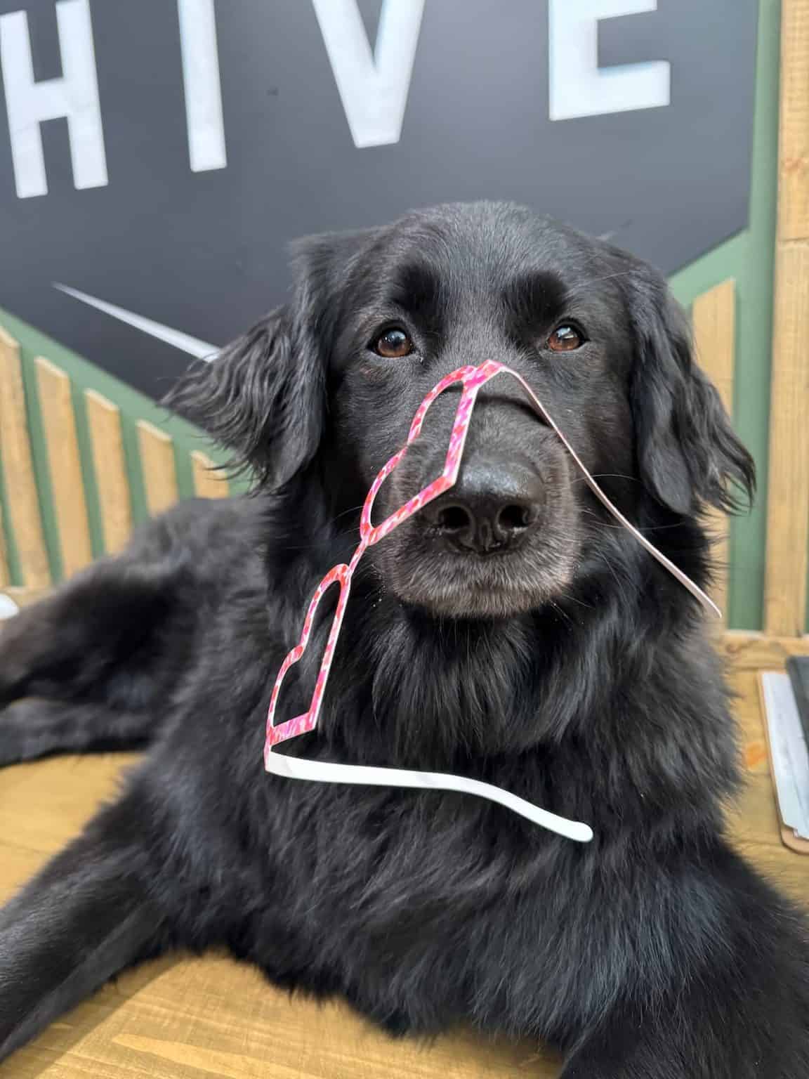 The Howlin' Hive – Howlin Hive Kennel Dog Daycare